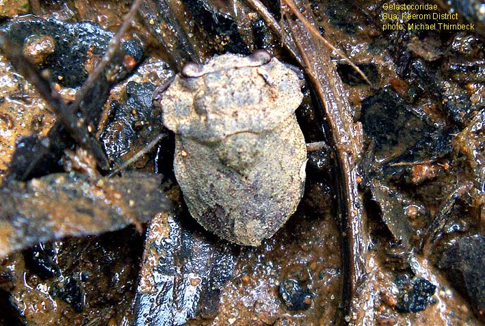 Papua Insects Foundation (Hemiptera/Heteroptera)